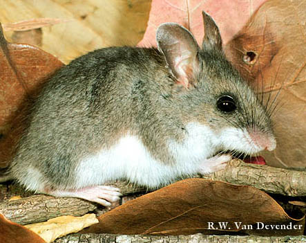 Born to Do Science: The Intrepid White-Footed Mouse