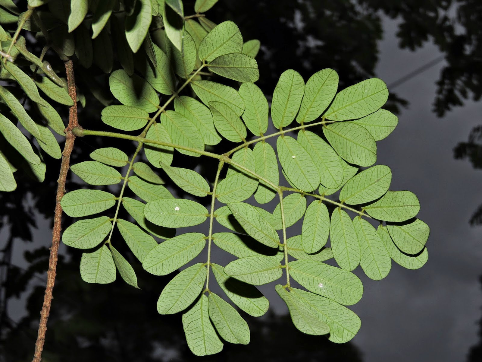 Fabaceae - Leguminosae no Brasil: Libidibia