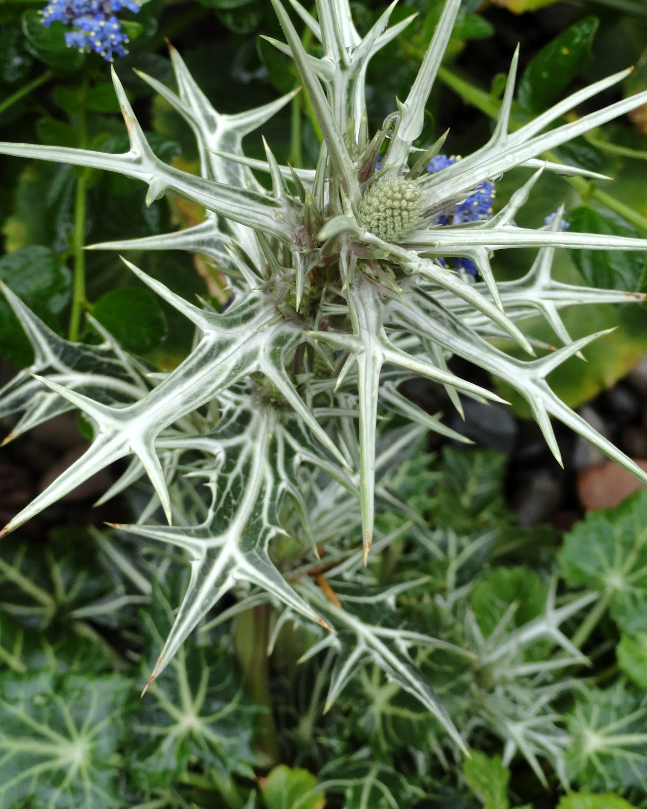 danger garden: June 2012, Bloomday…