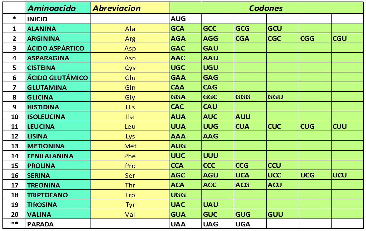 Síntesis de proteínas y código genético