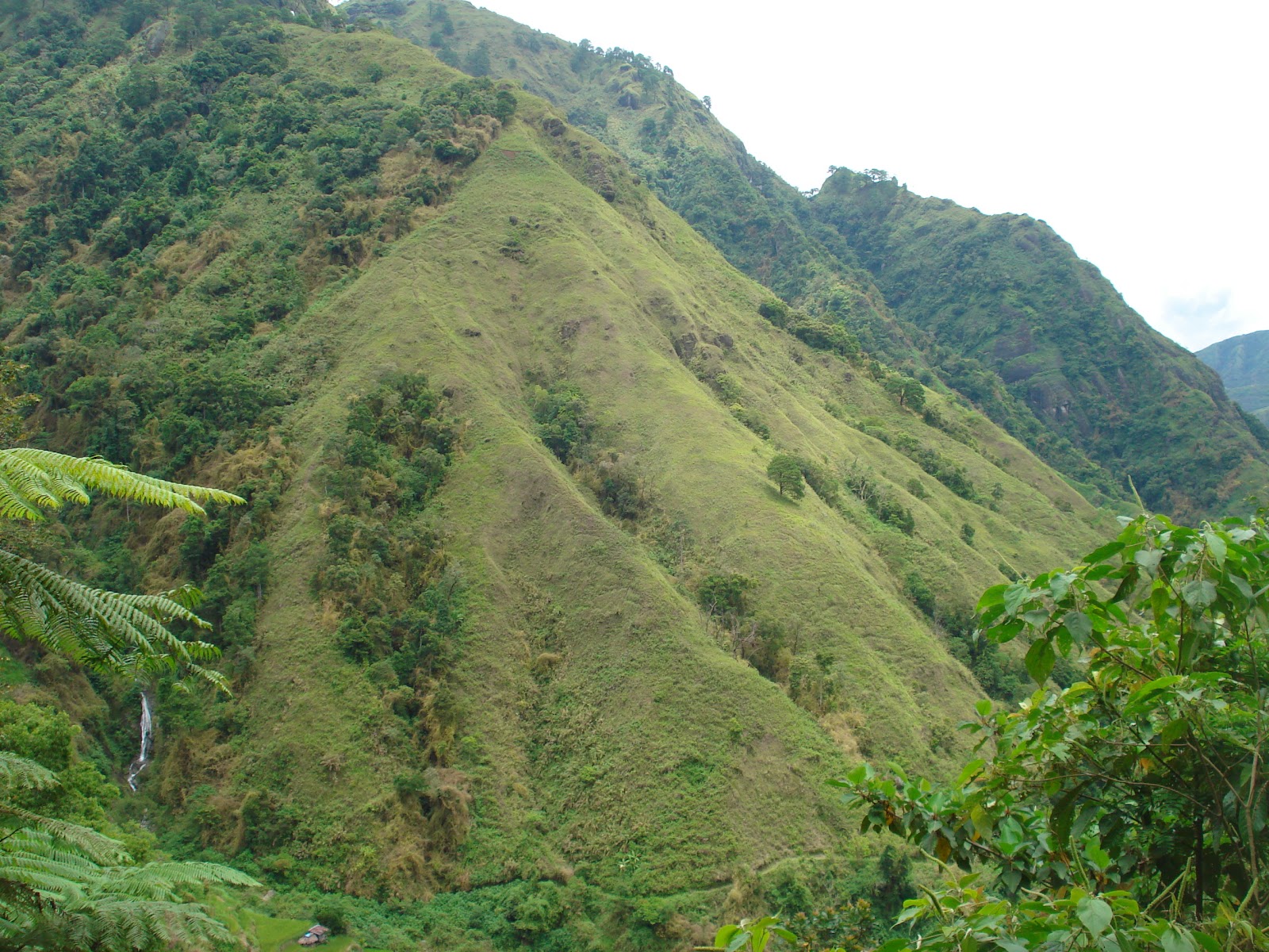 HOME FRONT TERRACES : Camp Utopia-Manpey-as Reforestation Project