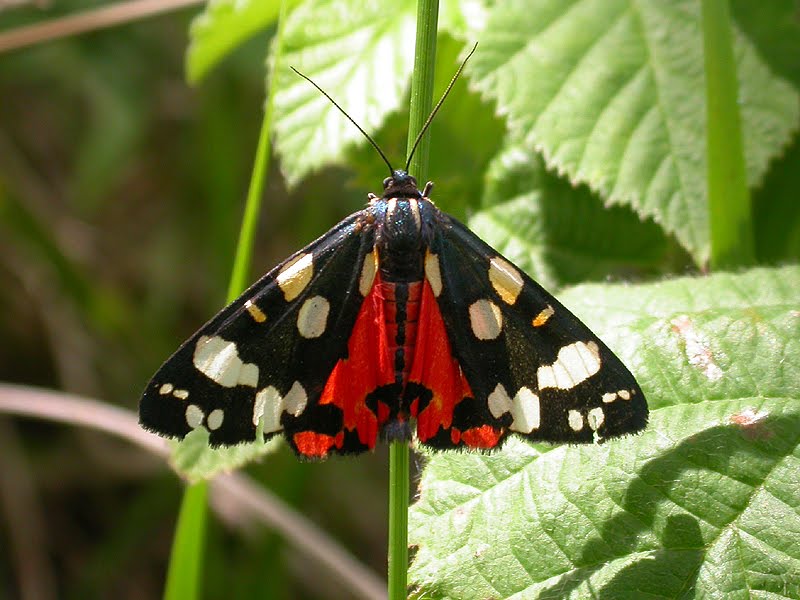 Dark Green Fritillaries at Rudge Hill NR