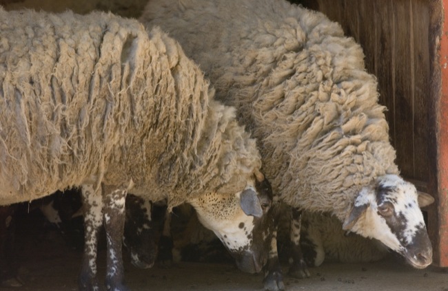 Hilandocabos: Ripollesa