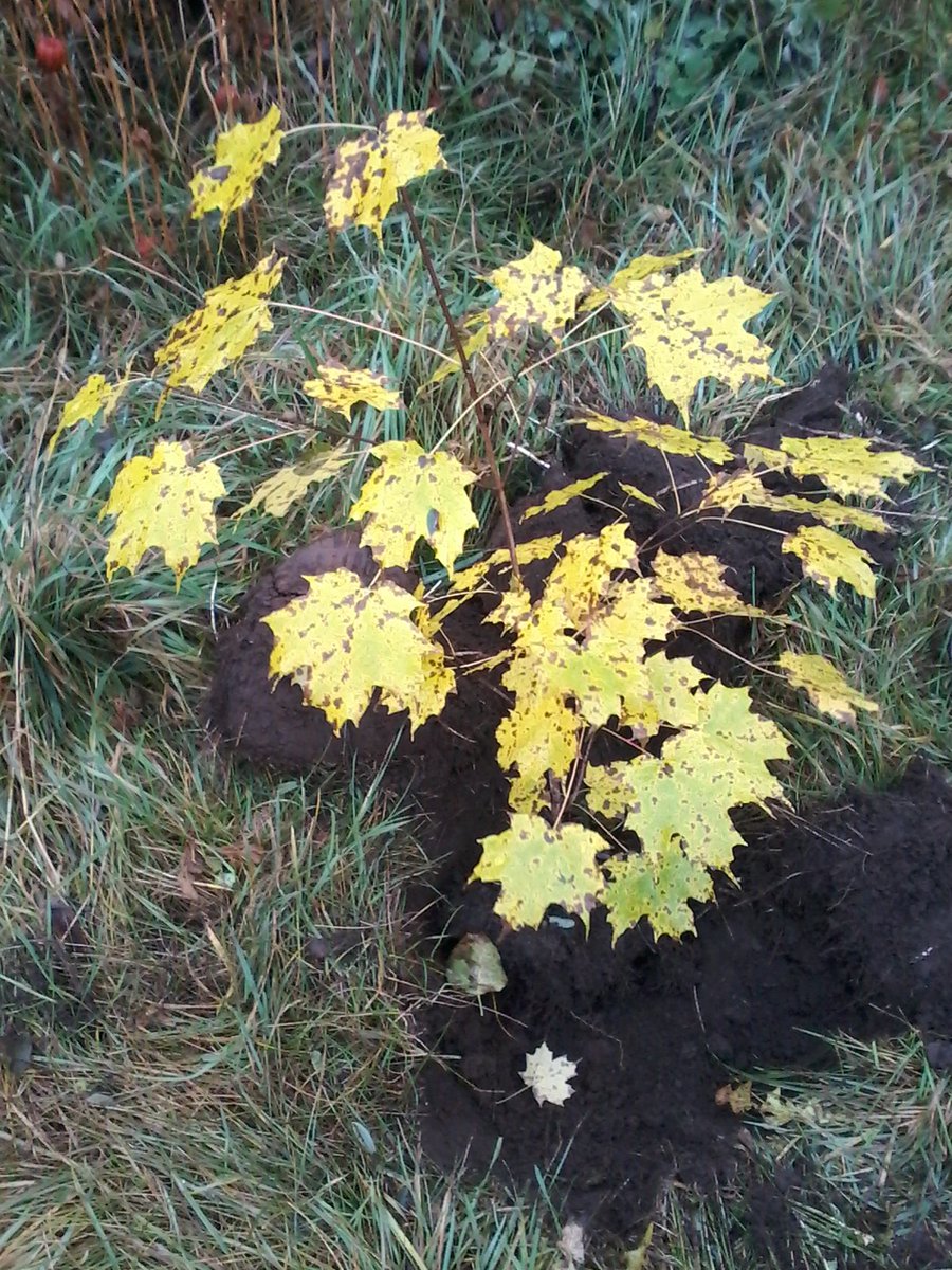 3 Trillion Trees: sugar maple: the iconic maple syrup tree