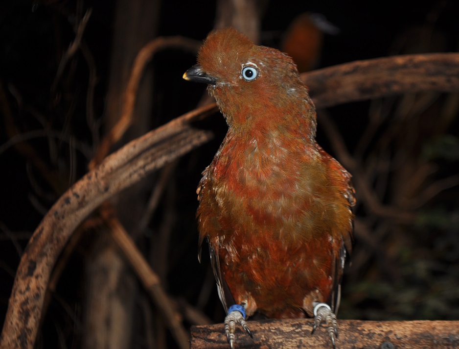 ZOOTOGRAFIANDO (6.100 ANIMALS): GALLITO DE ROCA / ANDEAN COCK-OF-THE ...