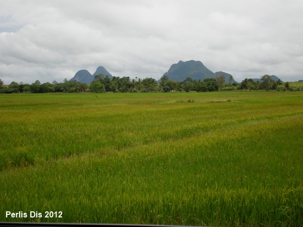 Diari Keluarga Firdausi: Sawah Padi di Perlis