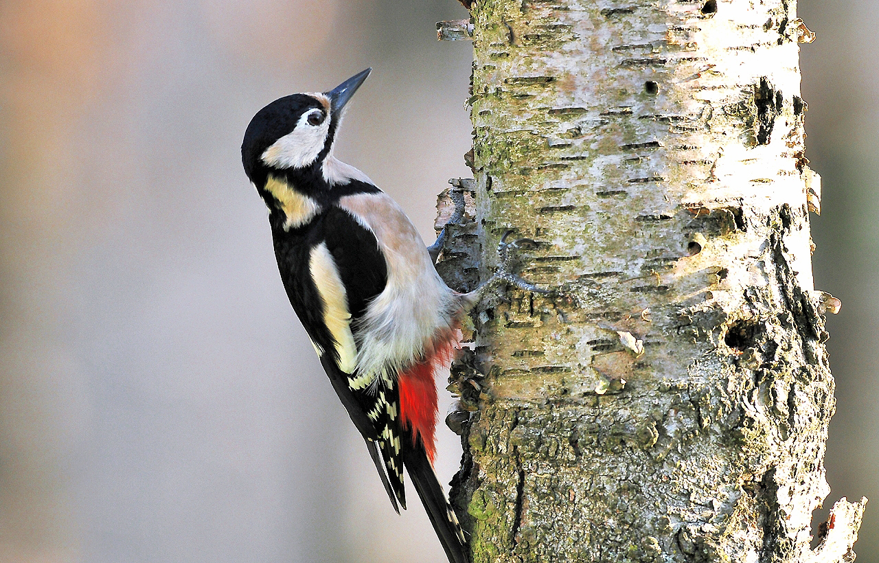 Jozef van der Heijden - Natuurfotografie: Een Parel van een Grote bonte ...