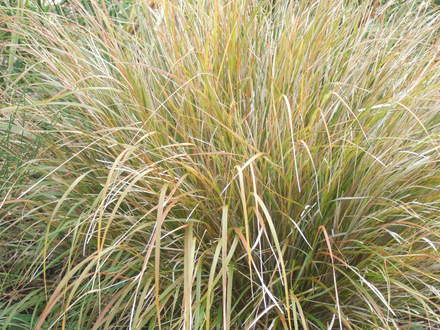 Variety of Life: Stipa