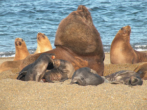 RED DE MARCACIÓN DE PINNÍPEDOS EN LATINOAMÉRICA: RED DE MARCACIÓN DE ...