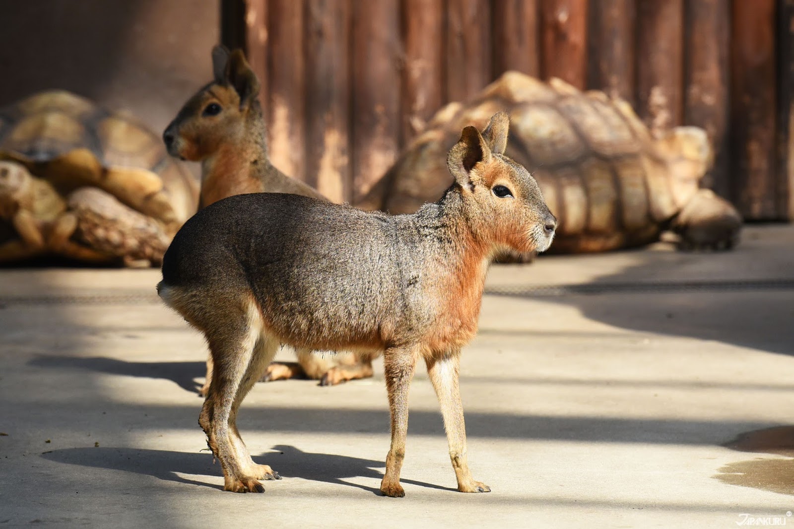 JAPANKURU: Things to do in Kobe 🐹 Top Japanese Zoo That Let's You ...