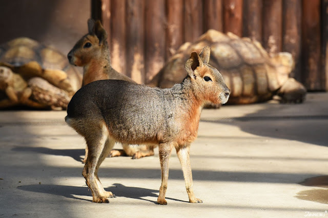 JAPANKURU: Things to do in Kobe 🐹 Top Japanese Zoo That Let's You ...