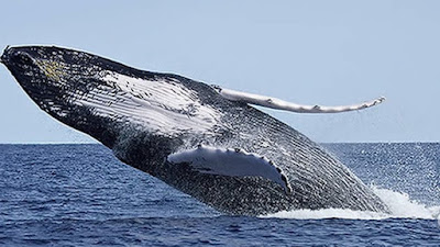 whale boat: whale rider haka | whale explosion 1970 oregon
