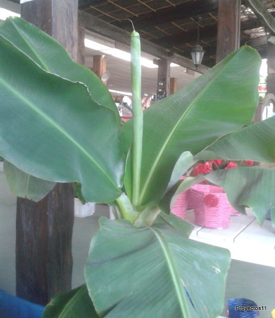 La senda del genio del lugar: CENIZO, PALO CENIZO ( Leucophyllum ...