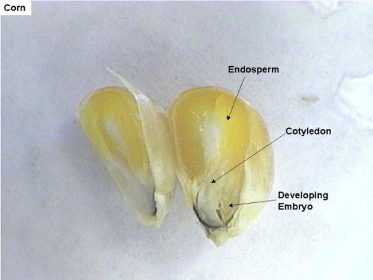 What Are The Parts Of A Wheat Plant Called