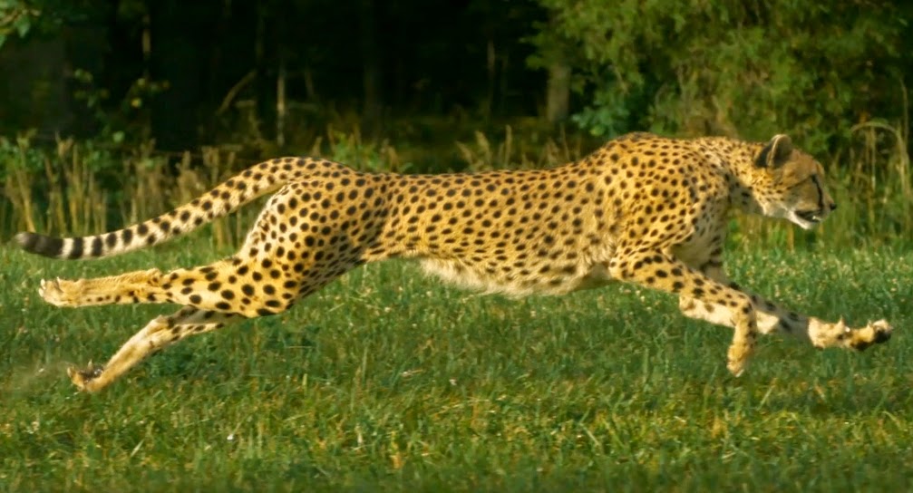 Animals of the world: Cheetah