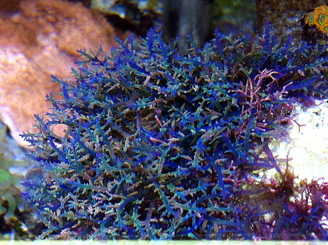 Marine Farmers: Blue Ochtodes Macroalgae