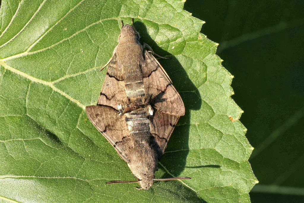 Species of UK: Week 30: Hummingbird Hawk-moth (‘Macroglossum stellatarum’)
