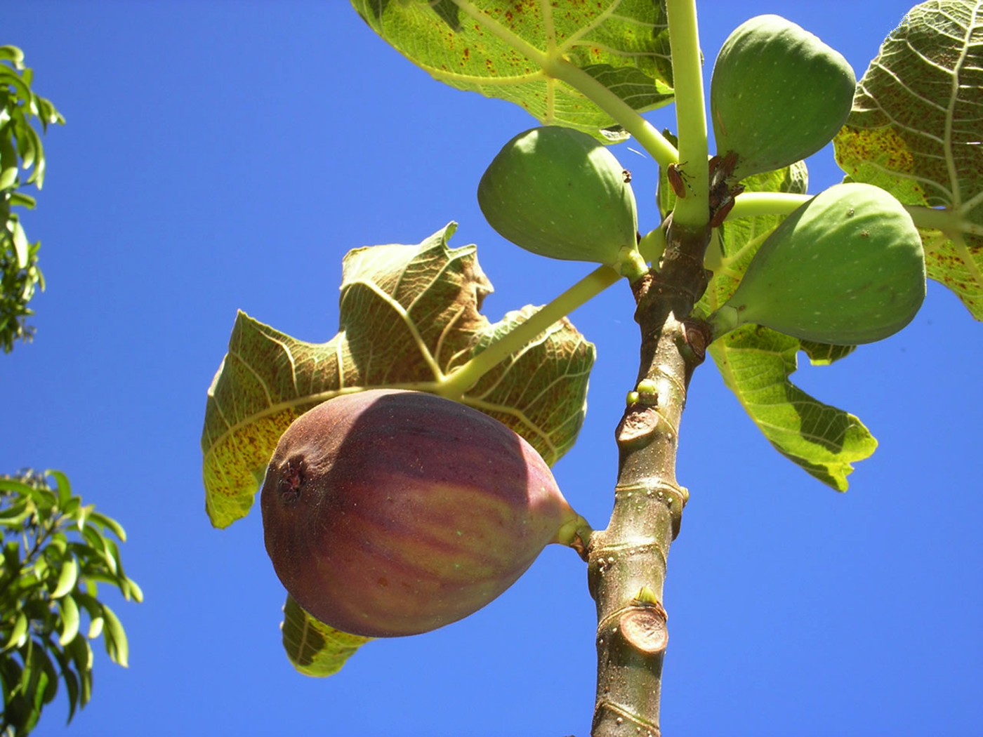 Blog do Edu Ambiental: Figo