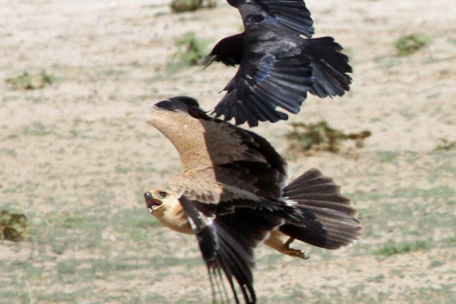 White Wolf : Gangs of the sky: Crows are riding on the back of a tawny ...