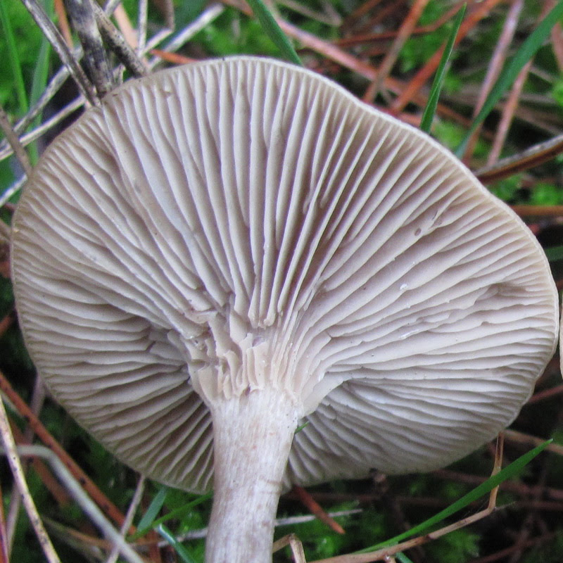 El mundo microscópico de los hongos: Clitocybe dicolor (Pers)Lge