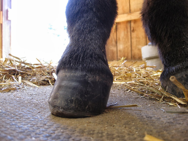 The Dancing Donkey: Donkey Feet - Ramsey