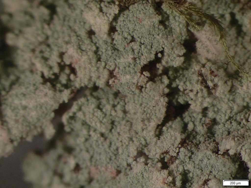 Collection: Nonvascular Plants : Specimen #11 Lichen