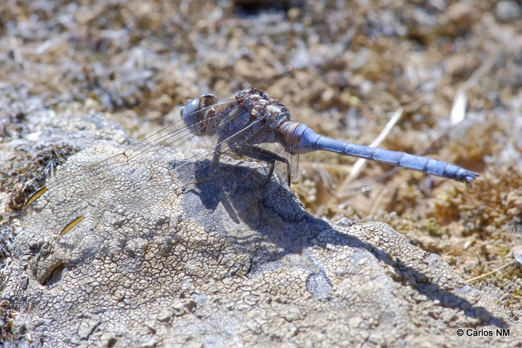 Ojos de Libélula: 2016