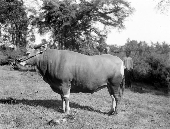 Sapi - sapi Bali: Tentang Sapi Bali