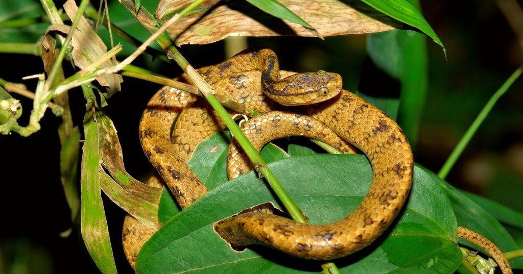 Variety of Life: Colubroidea