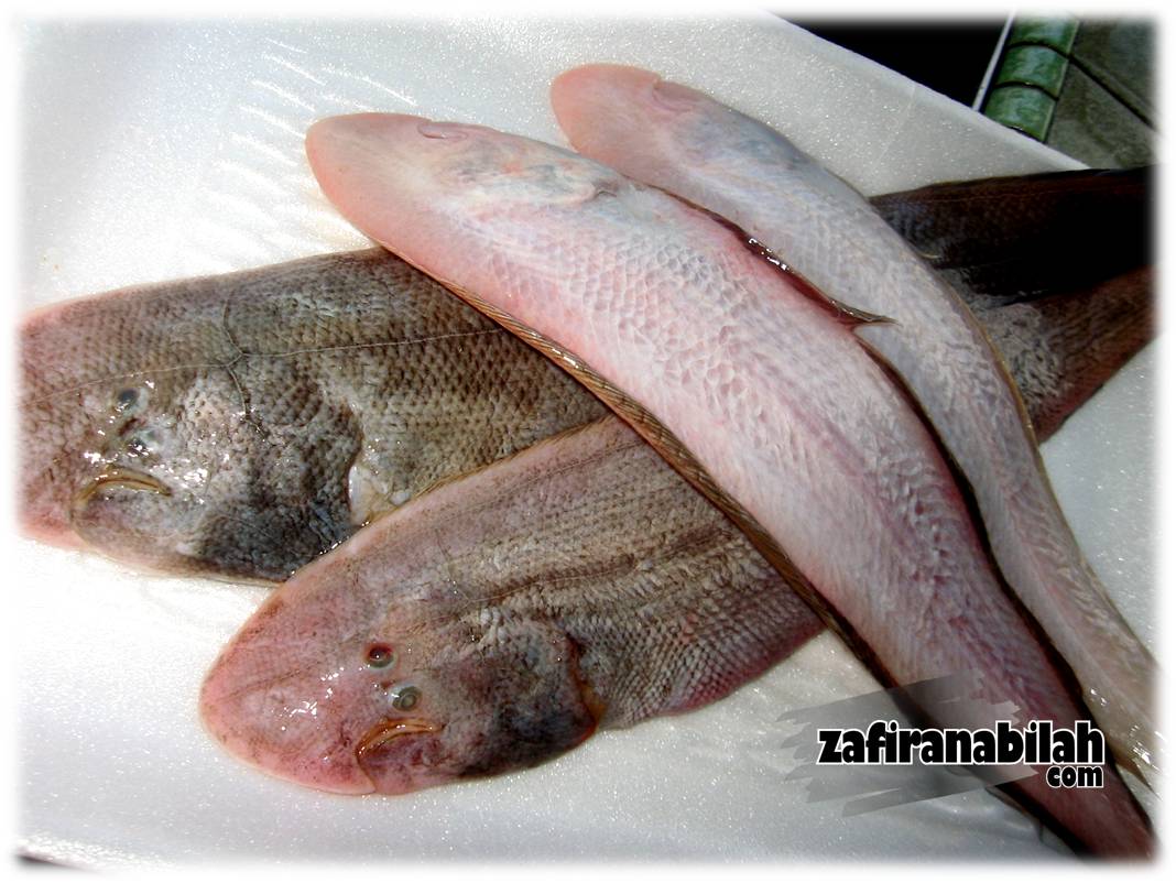 Ikan Sebelah? baru nemu! ikan aneh yang enak... ~ Cerita Nugros