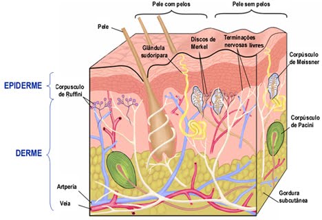 Show Ciência: Biologia