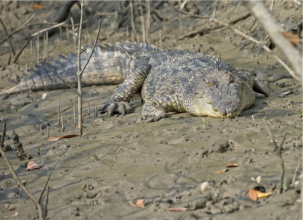 Sundarban Exclusive Wallpaper