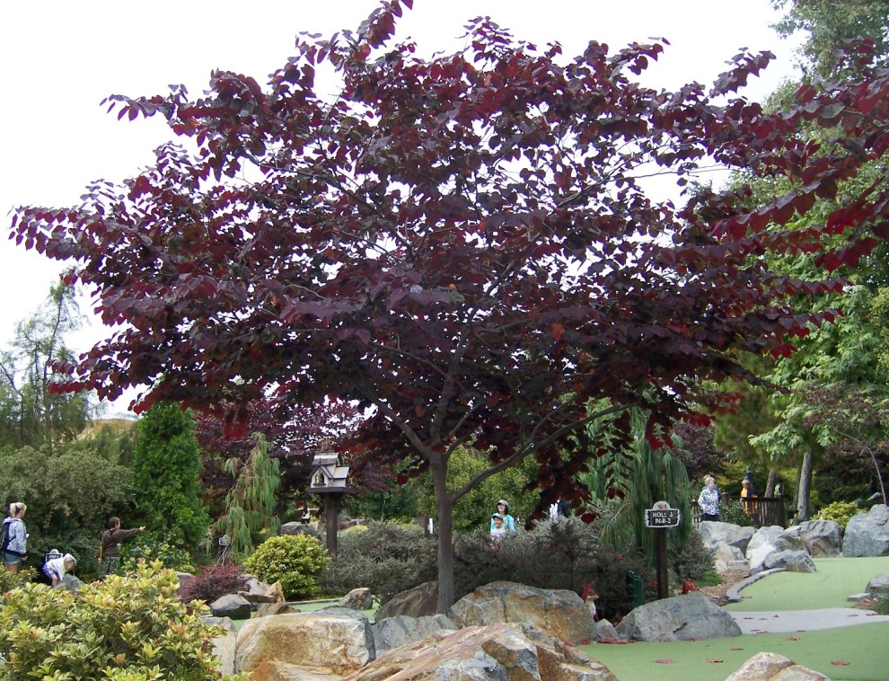 The 2 Minute Gardener: Photo - Forest Pansy Redbud (Cercis canadensis ...