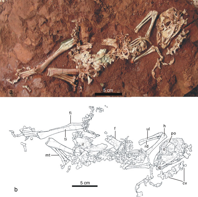 Species New to Science: [Paleontology • 2013] Yulong mini • Chicken ...