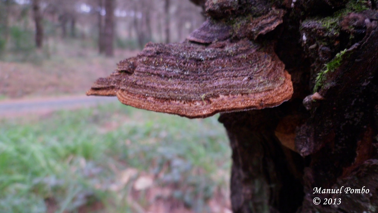 Un micólogo aficionado: Phellinus pini