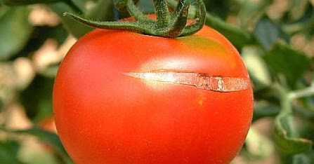 Why Do Tomato's Crack