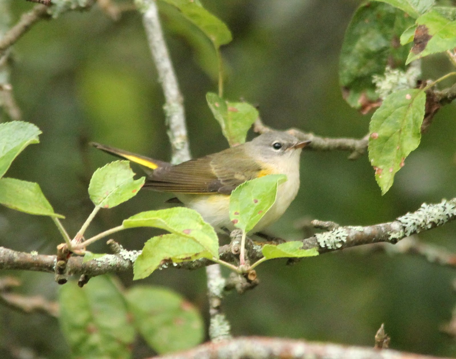 Here and There: Day 239 - 31st Augut 2017 - American Redstart, Yellow ...