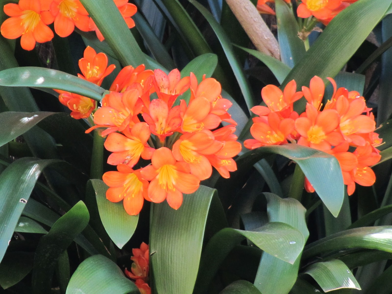 sempre com ara: Flors