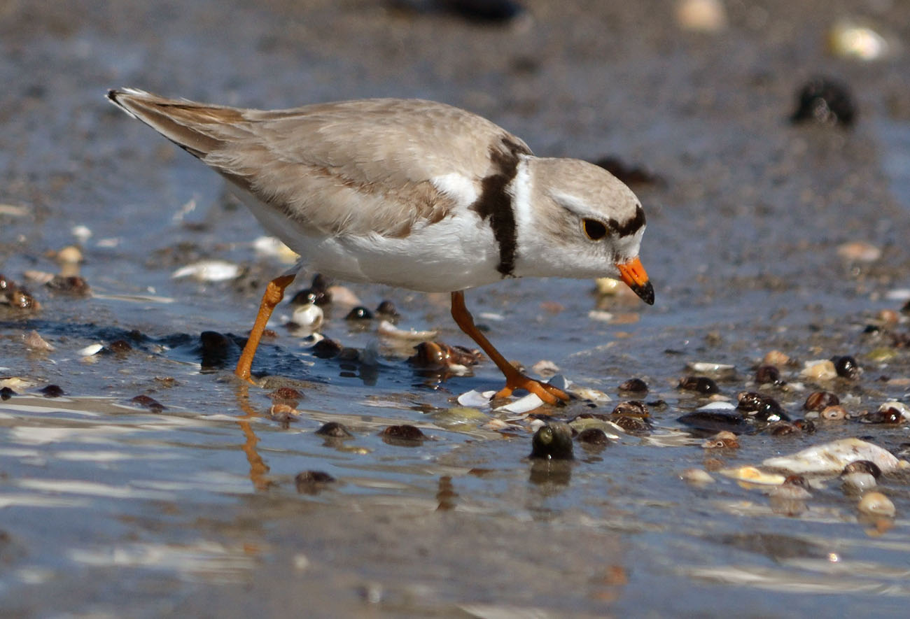 Woods Walks and Wildlife: May 2014