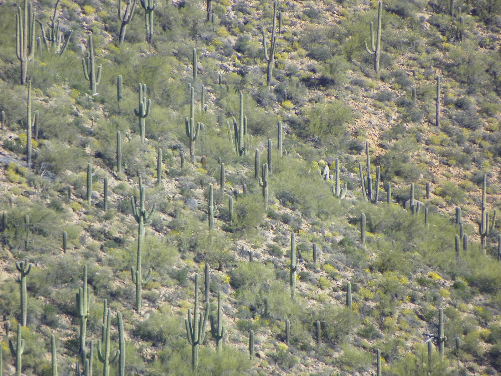ON THE ROAD: Rock Shadows RV Park-Apache Junction,AZ