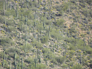 ON THE ROAD: Rock Shadows RV Park-Apache Junction,AZ