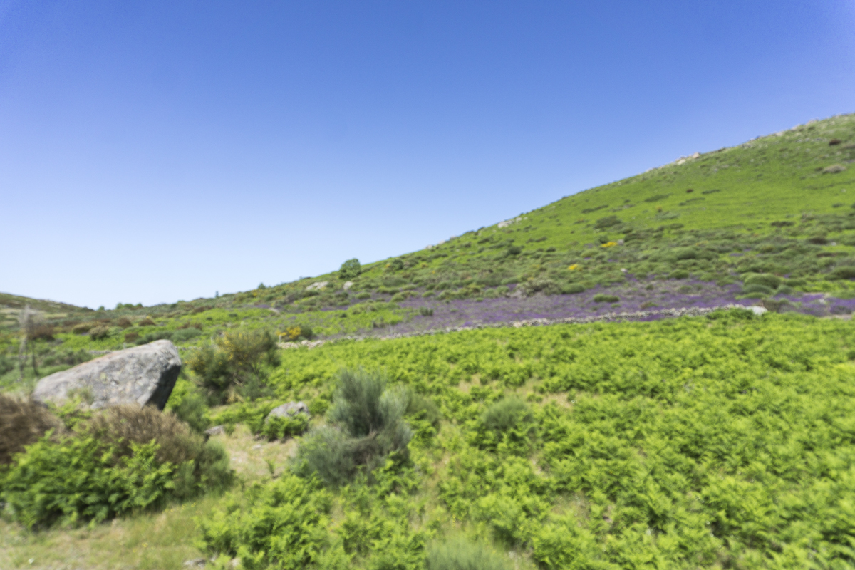 Plantas de Huerta Otea, Salamanca: Helecho común (Pteridium aquilinum)