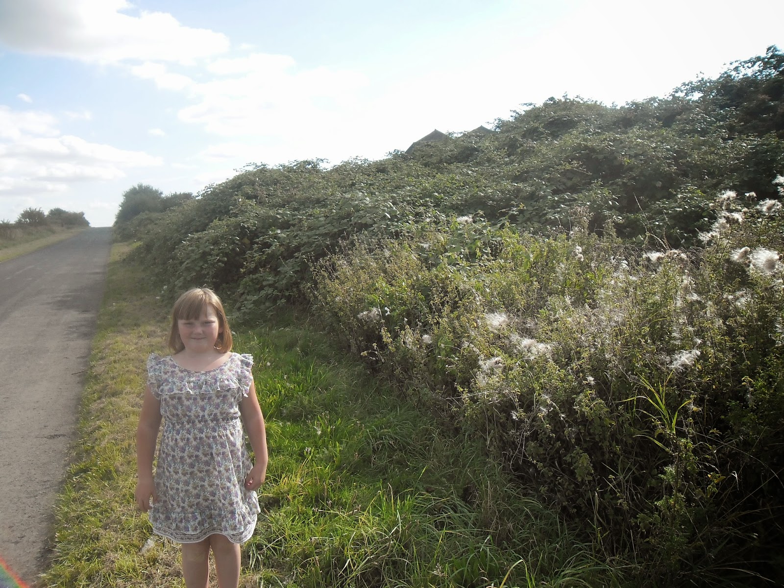 House-Saver Blog: This has got to be the biggest bramble bush in the ...
