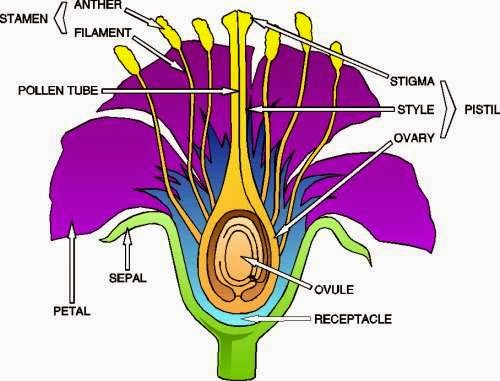 Biologi : Struktur Anatomi Bunga