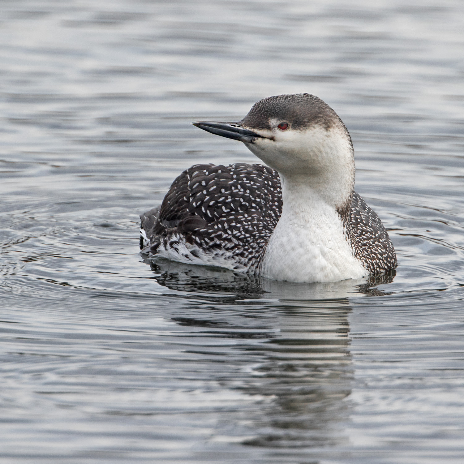 PETER'S PORTFOLIO..............Bird & Wildlife Photography: Red ...