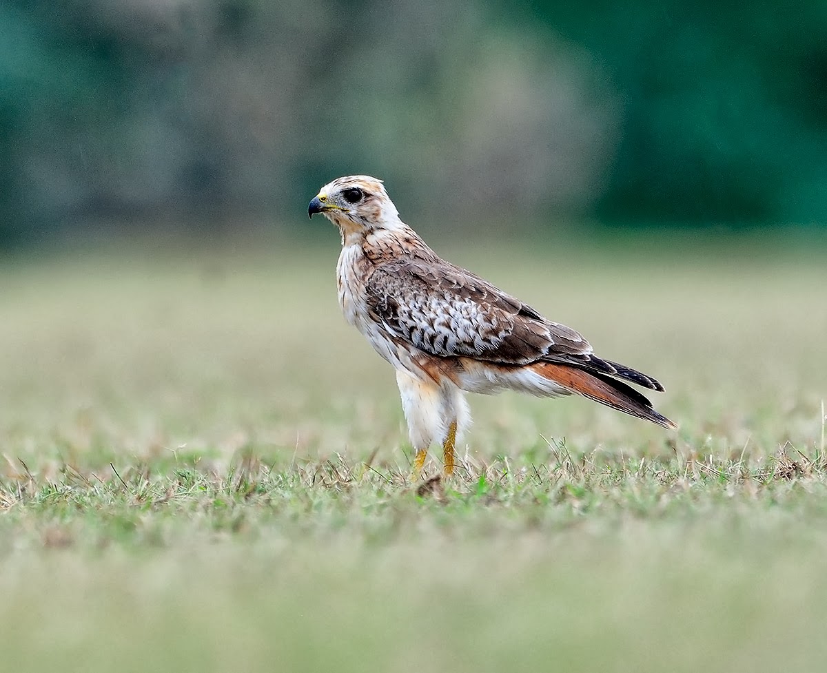 Indian Birds Photography: (delhibirdpix) White-eyed Buzzard Butastur ...