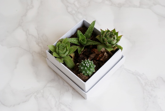 EASY DIY HOME PROJECT: SUCCULENTS IN A BOX - Francine's Place Blog