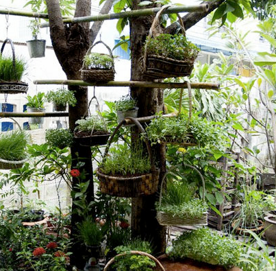 Penyuluhan Vertikultura: Vertikultur Solusi Bertanam di Lahan Sempit