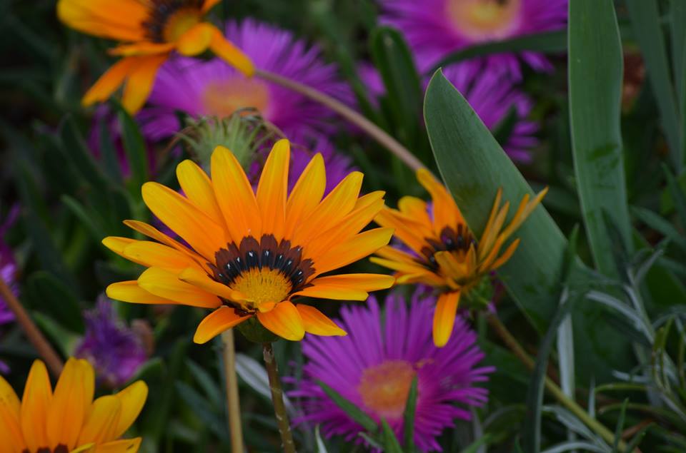 Shtepia e bletes Marku: Bleta dhe sëmundjet e saj