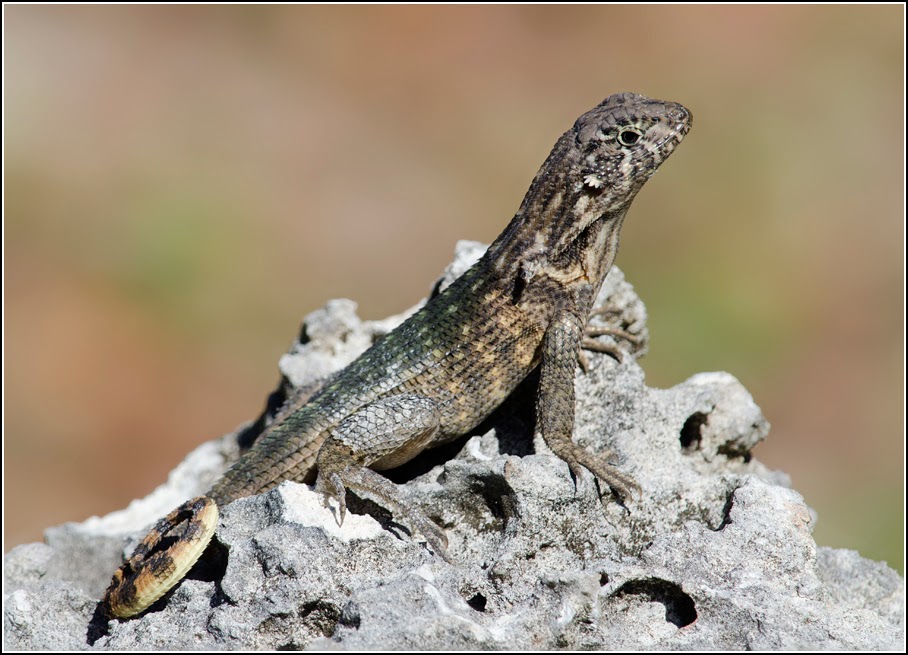 Explorations of an Ecologist: Return from Cuba!